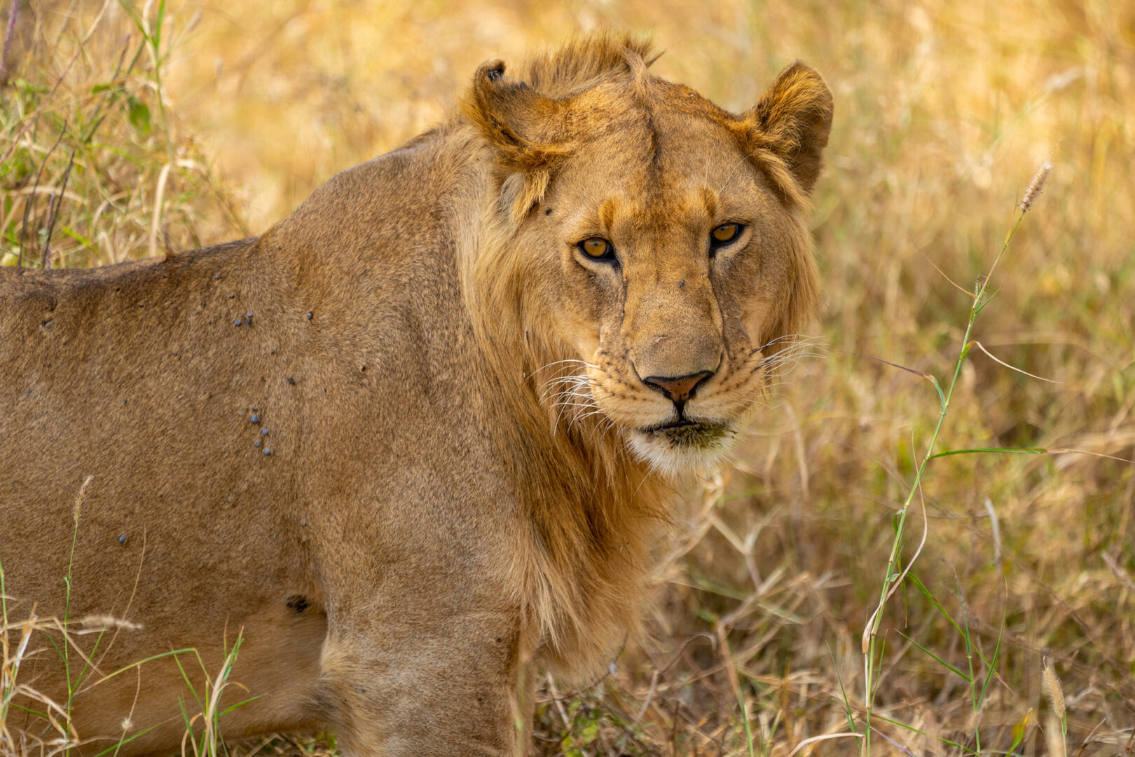 Guide to Akagera National Park Rwanda | Rwanda Safari